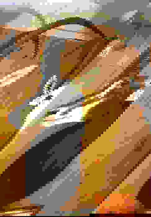 African Sable Antelope Shoulder Taxidermy Mount Auction