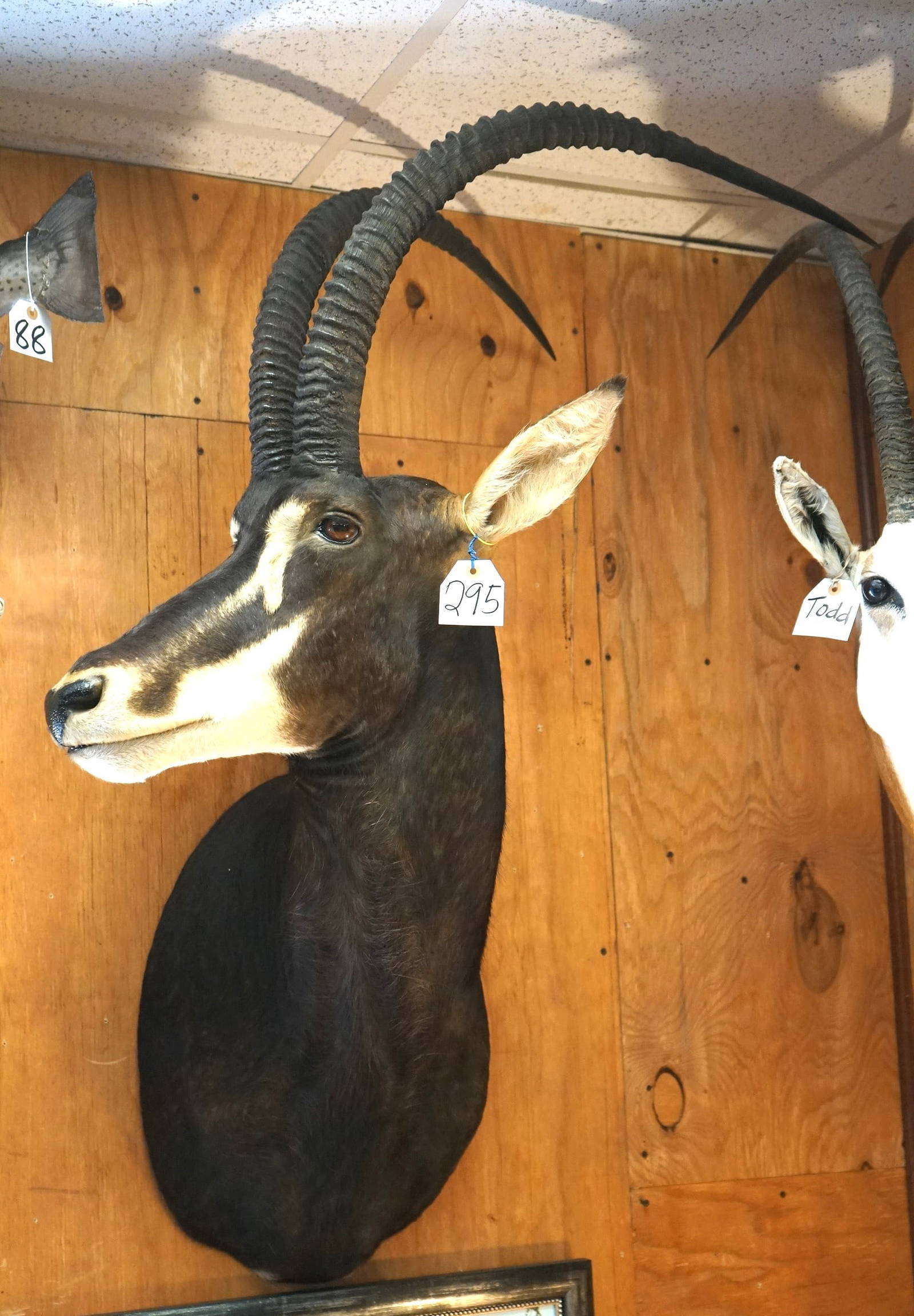 African Sable Antelope Shoulder Taxidermy Mount Auction
