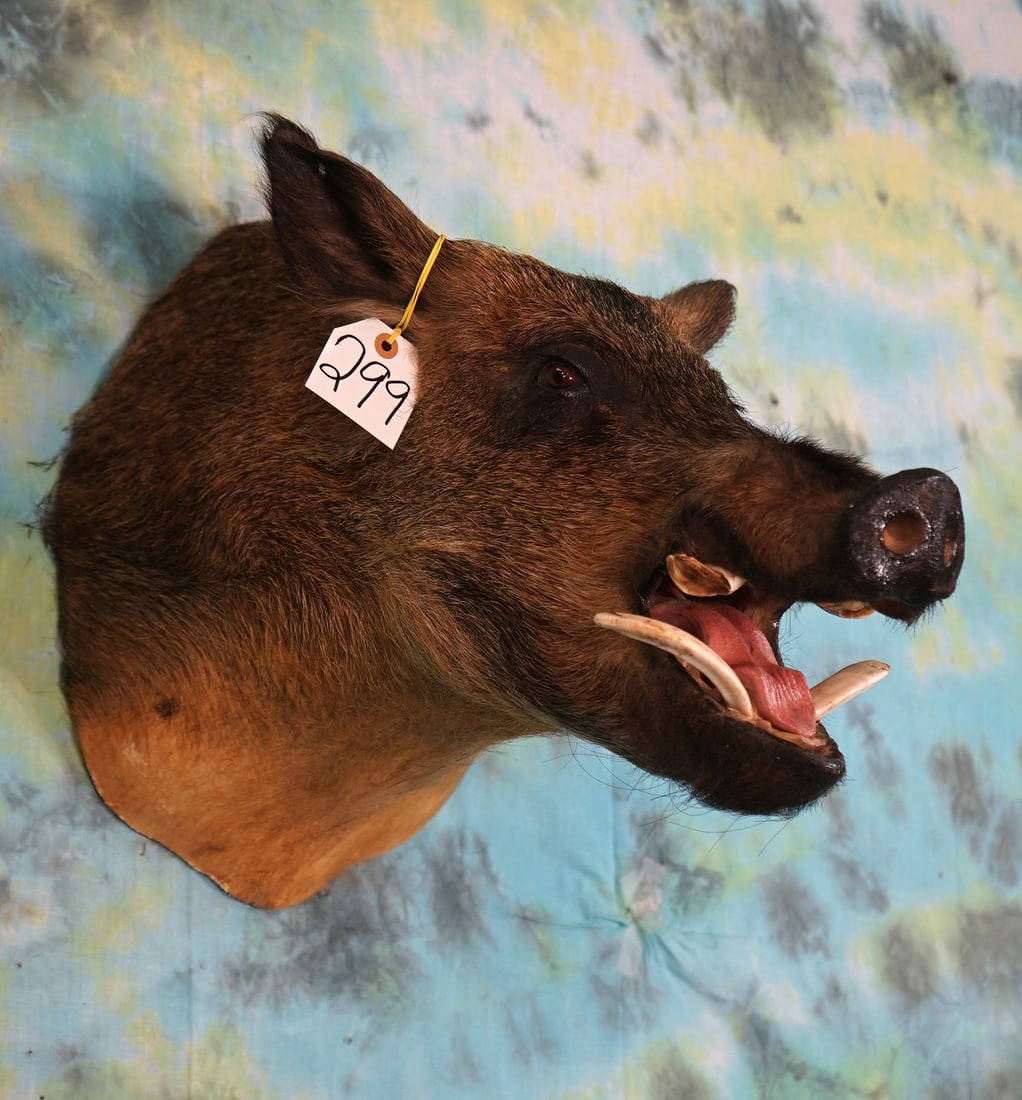 Wild Boar Or "feral Hog" Shoulder Taxidermy Mount Auction