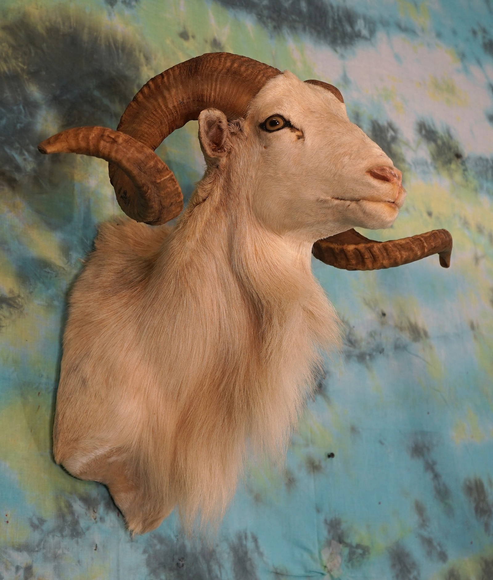 Texas Dall Sheep Shoulder Taxidermy Ram Mount Auction