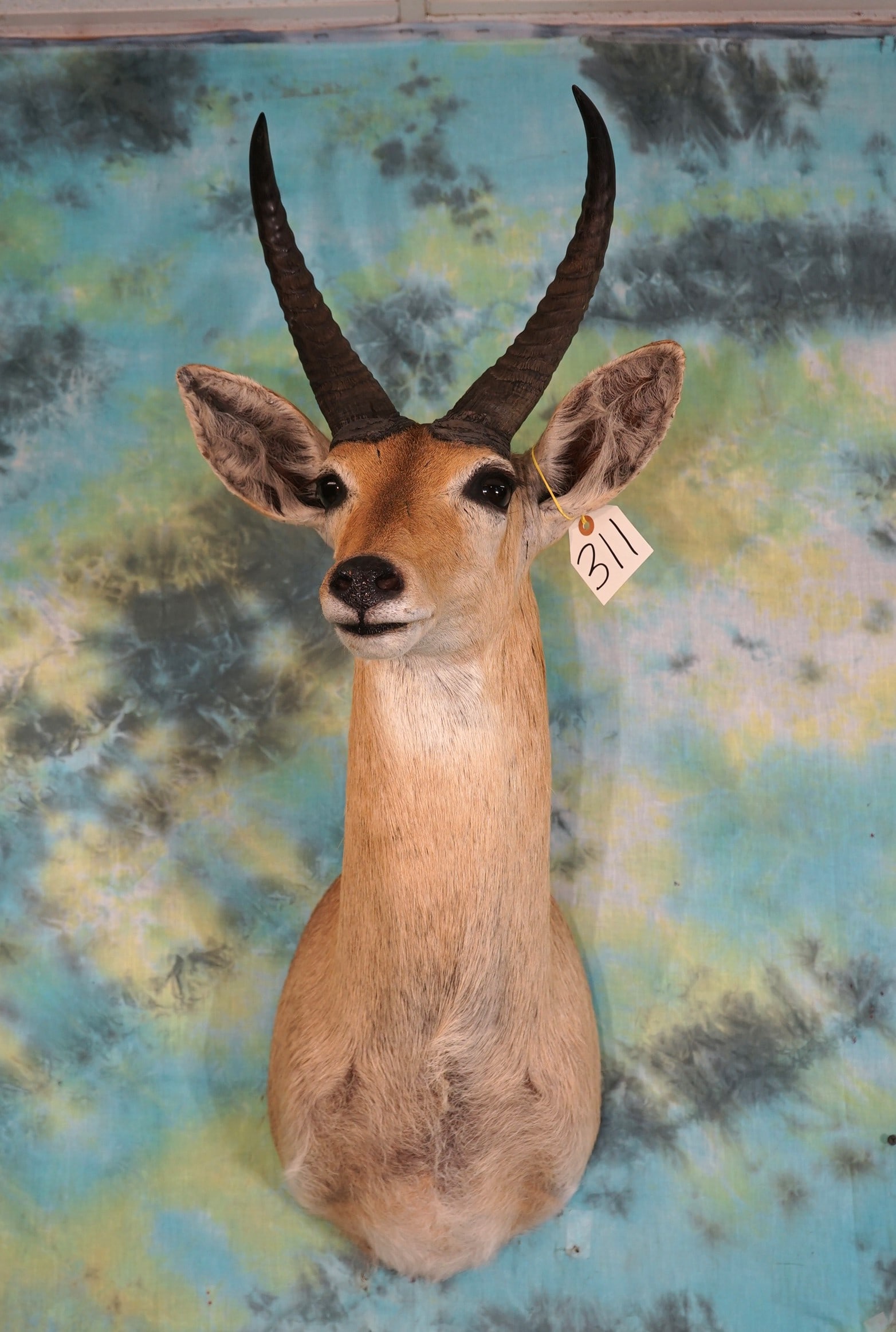 African Common Reedbuck Shoulder Taxidermy Mount Auction