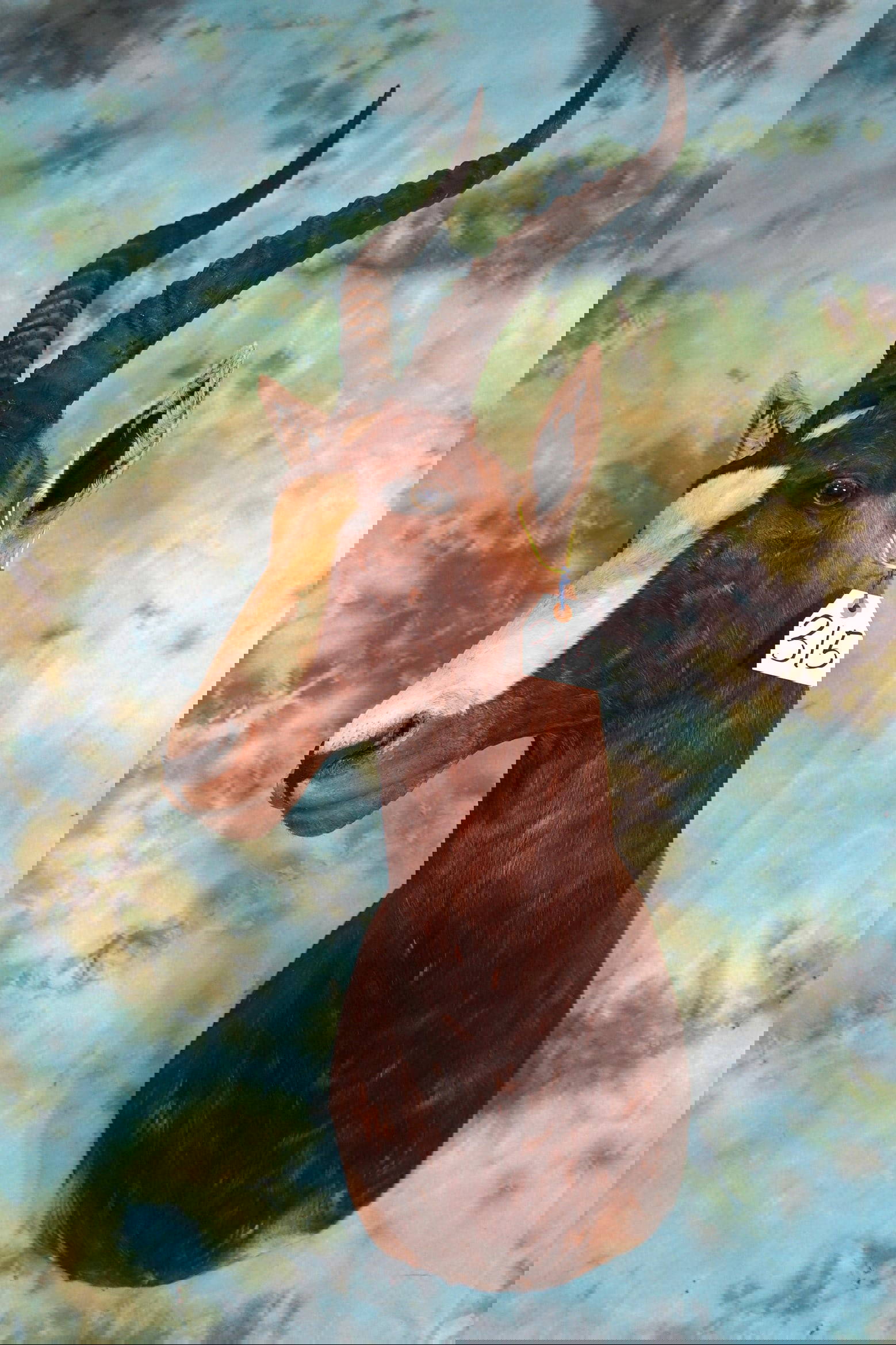 African Blesbuck Antelope Shoulder Taxidermy Mount Auction