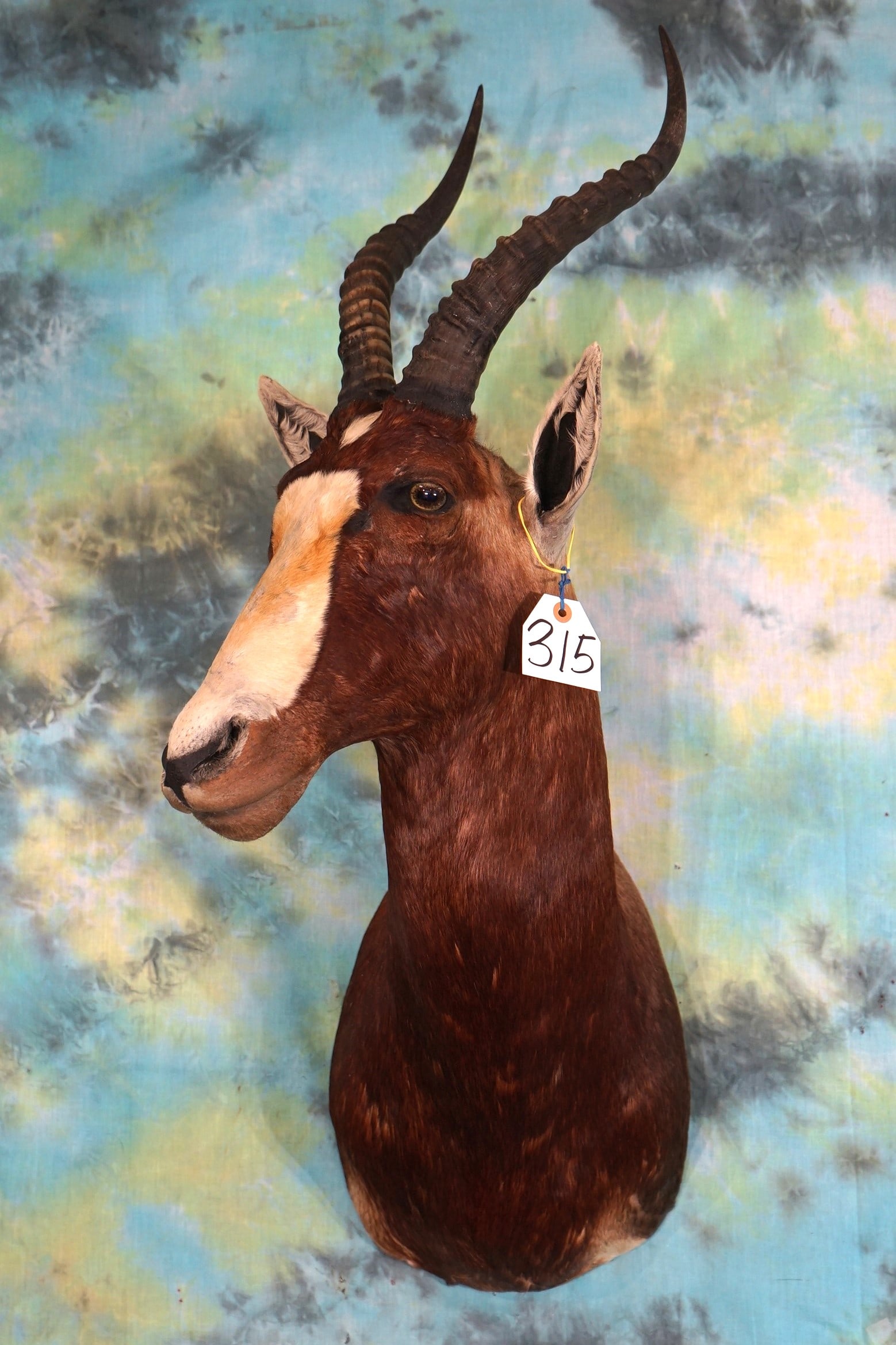 African Blesbuck Antelope Shoulder Taxidermy Mount Auction