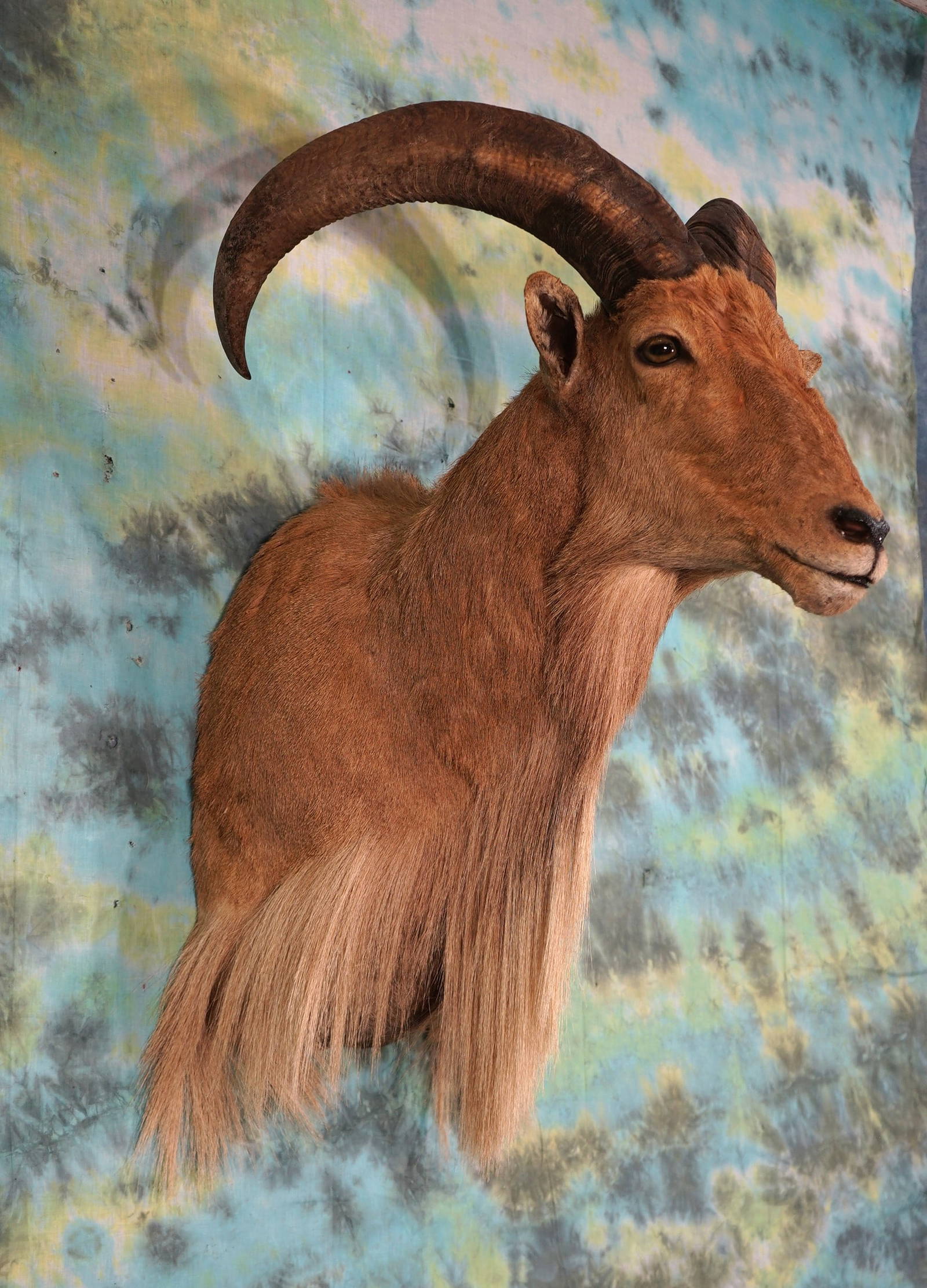 Aoudad Sheep Shoulder Taxidermy Ram Mount Auction