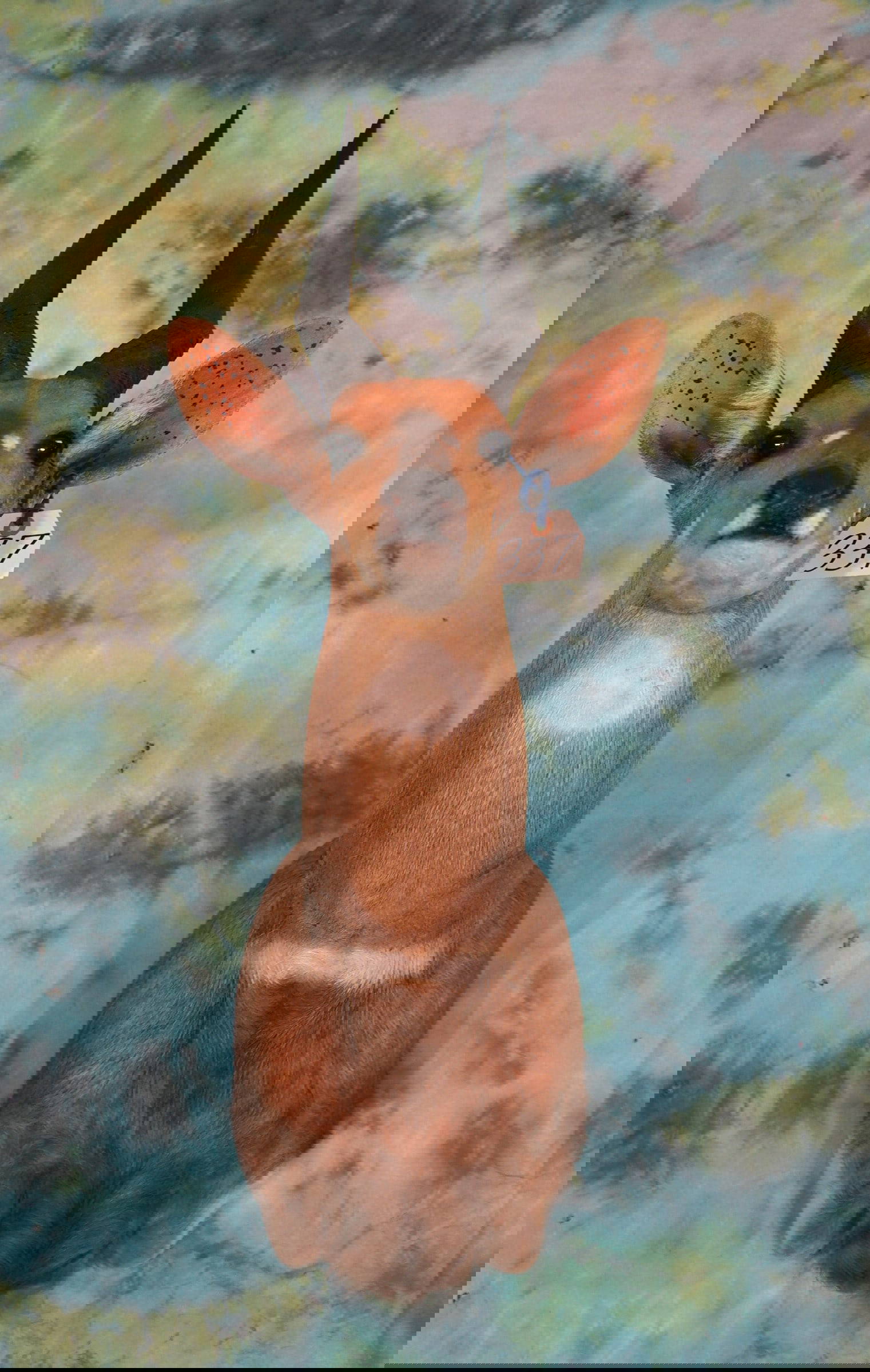 African Chobe Bushbuck Shoulder Taxidermy Mount Auction