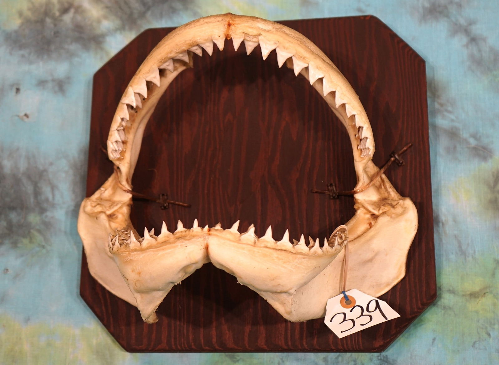 Black Tip Shark Jaw Mounted On Plaque Auction