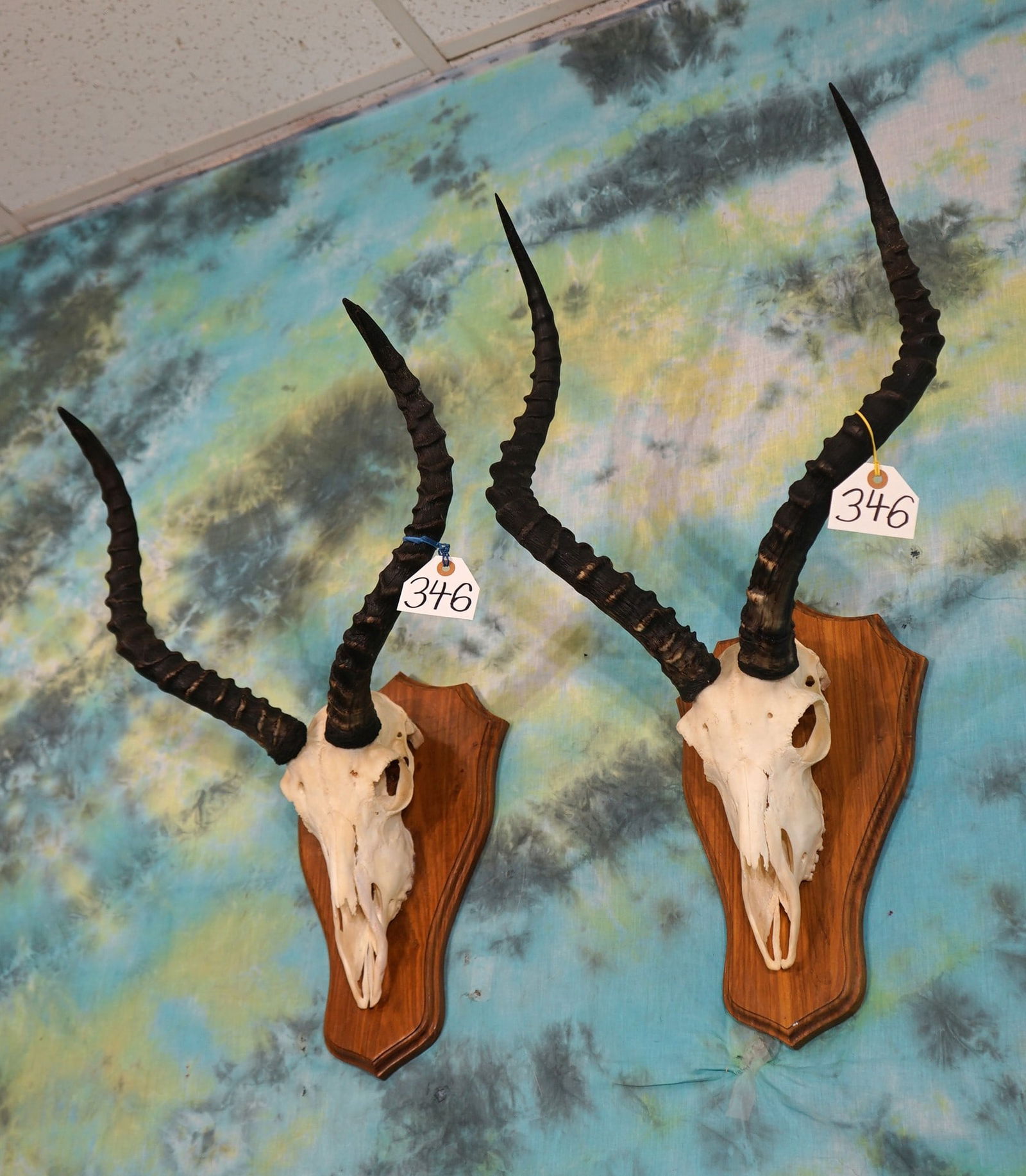 Nice New Pair Of African Impala Horns On Finished Wood Panels Taxidermy ...