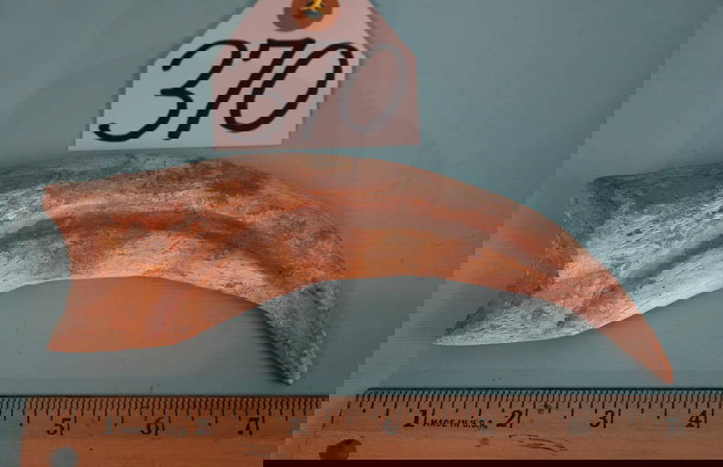 Spinosaurus Egypticus Dinosaur Fossil Hand Claw