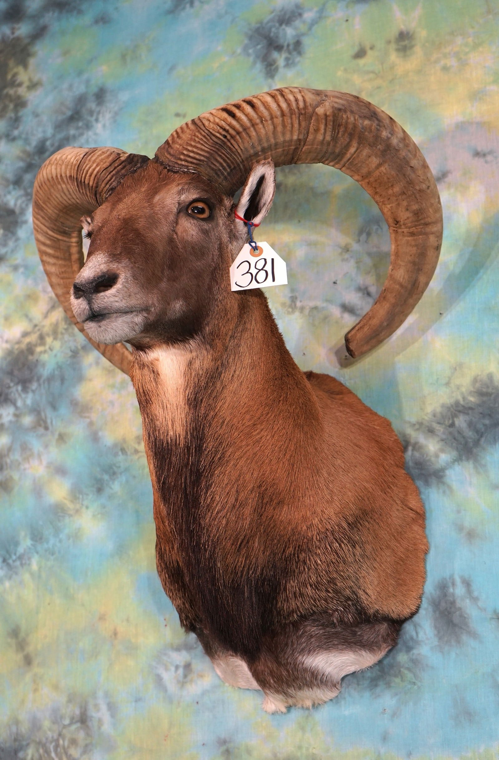 Armenian Mouflon Sheep Shoulder Taxidermy Mount Auction