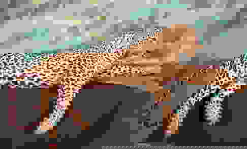 African Leopard Full Body Taxidermy Mount **texas Residents Only!** Auction