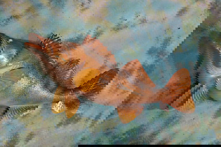 Brand New 35 1/2 Walleye Fiberglass Reproduction Taxidermy Fish Mount