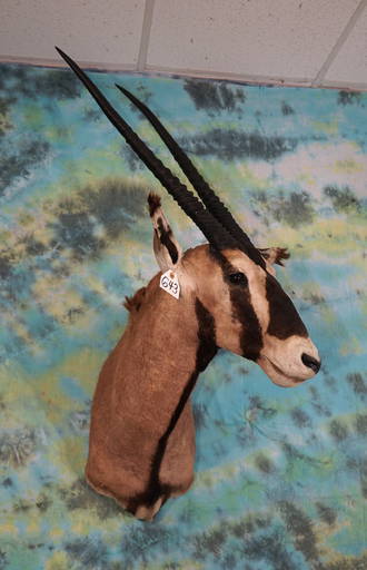 East African Fringe Eared Oryx Shoulder Taxidermy Mount **texas ...