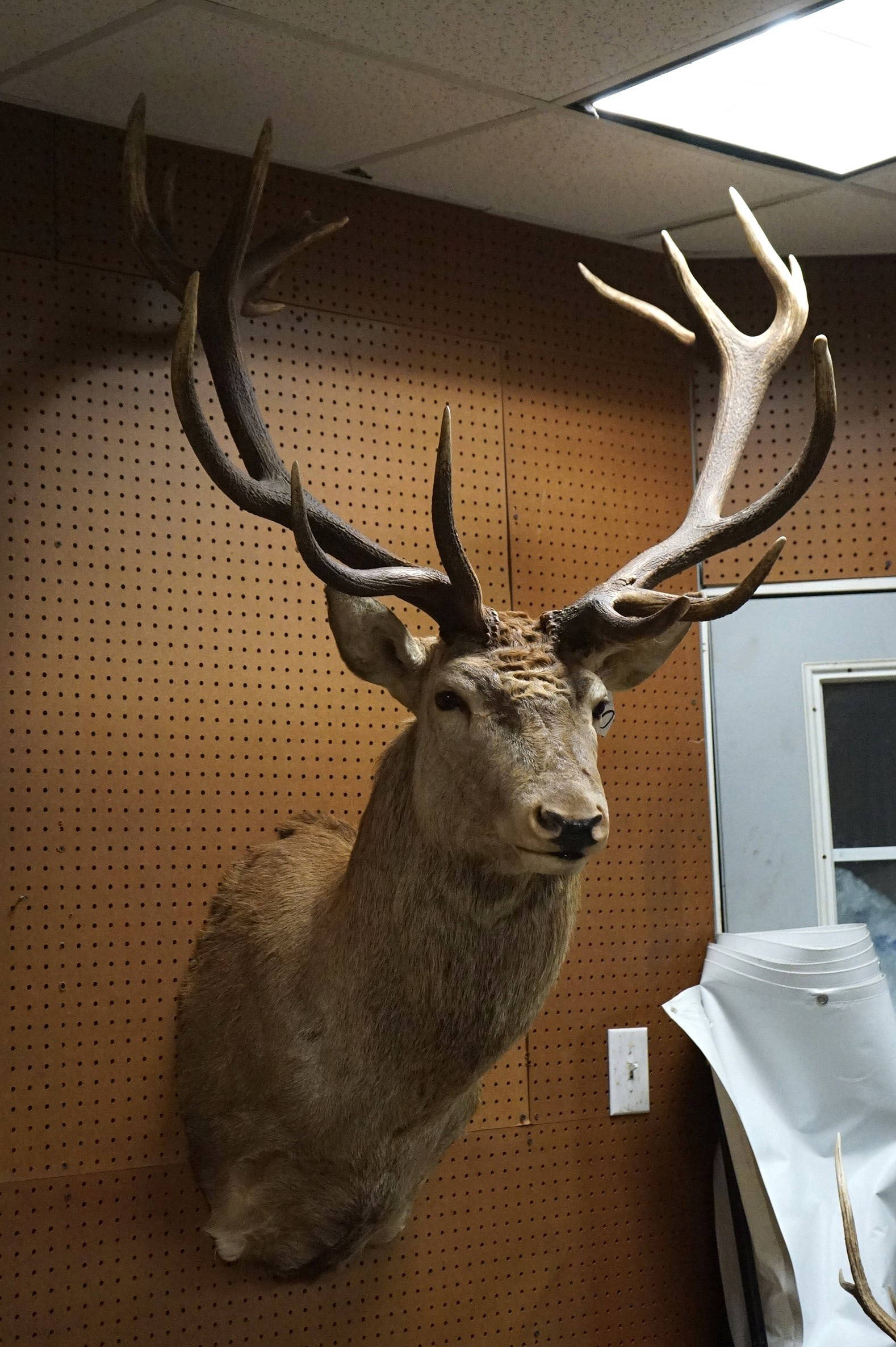 18pt. Giant Red Stag Shoulder Taxidermy Mount Auction