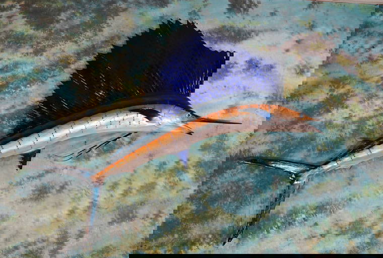 Beautiful Brand New! Pacific Sailfish 6ft. 2" Fiberglass Taxidermy ...