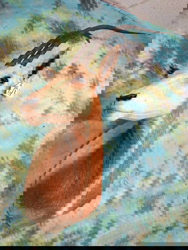 Nice 38" Scimitar Horned Oryx Shoulder Taxidermy Mount