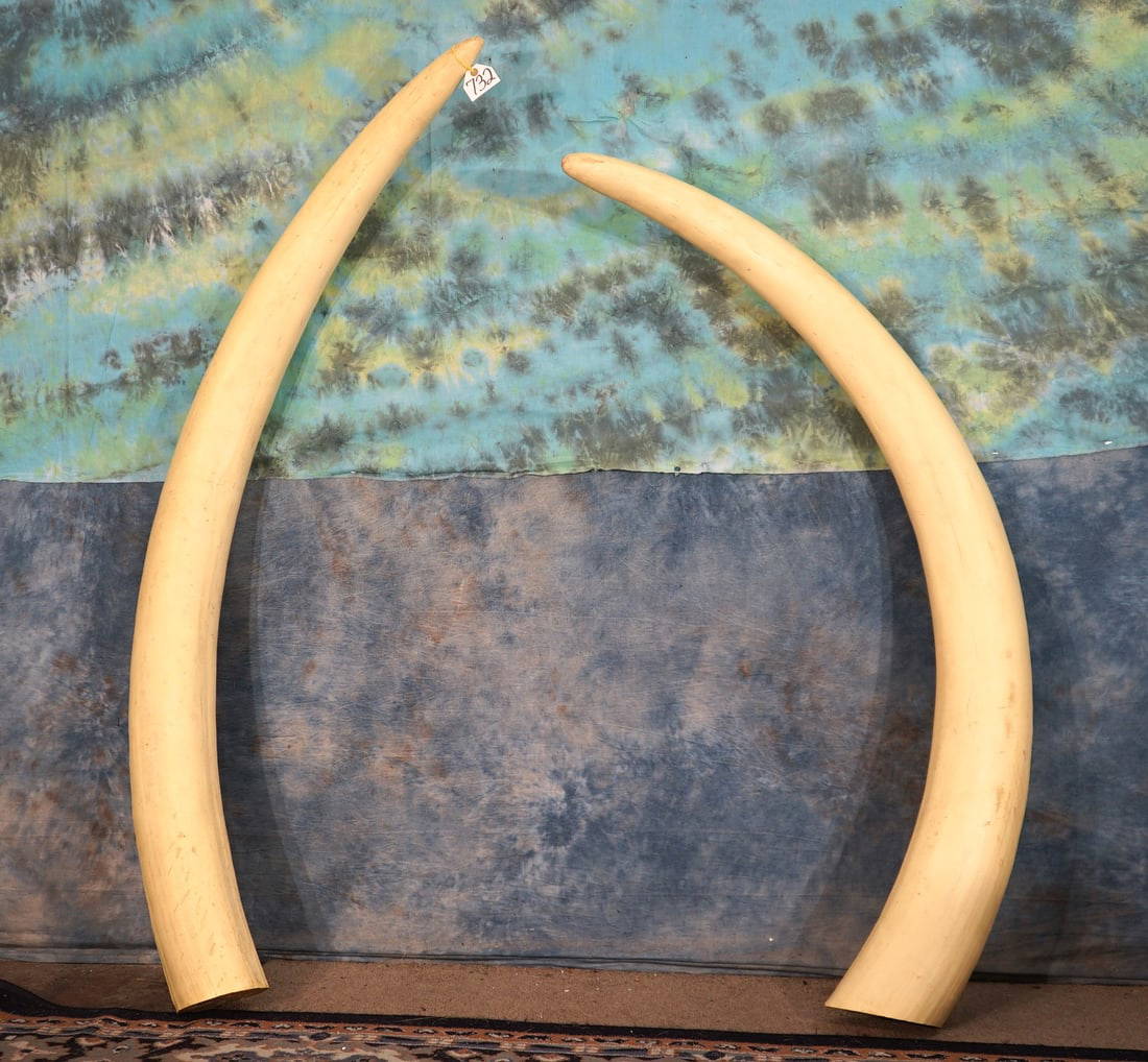 Beautiful Pair Of Large African Elephant Tusk Fiberglass Reproduction ...