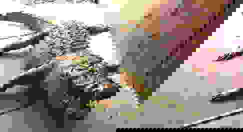 13ft. Nile Crocodile Full Body Taxidermy Mount **u.s. Residents Only ...