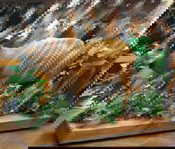 Beautiful African Western Bongo Full Body Taxidermy Mount In Habitat