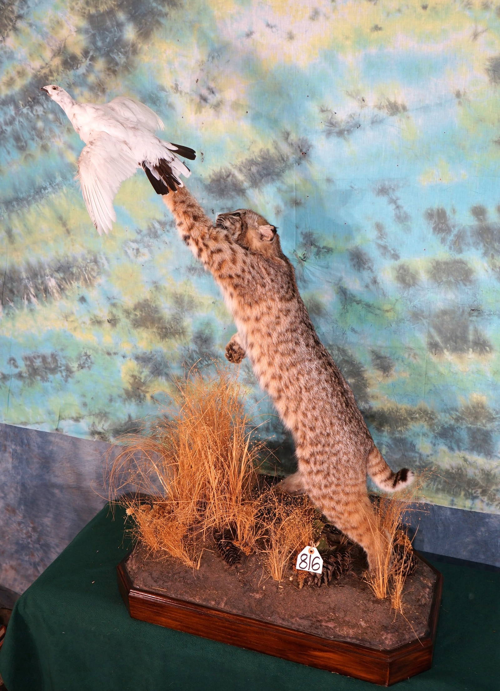 Large Northern Bobcat Leaping For Ptarmigan Full Taxidermy Mount In ...
