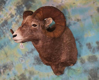 Stone Sheep Shoulder Taxidermy Mount Auction