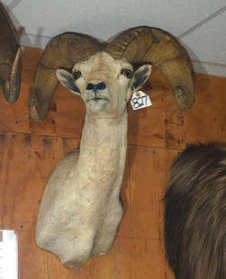 Stone Sheep Shoulder Taxidermy Mount Auction