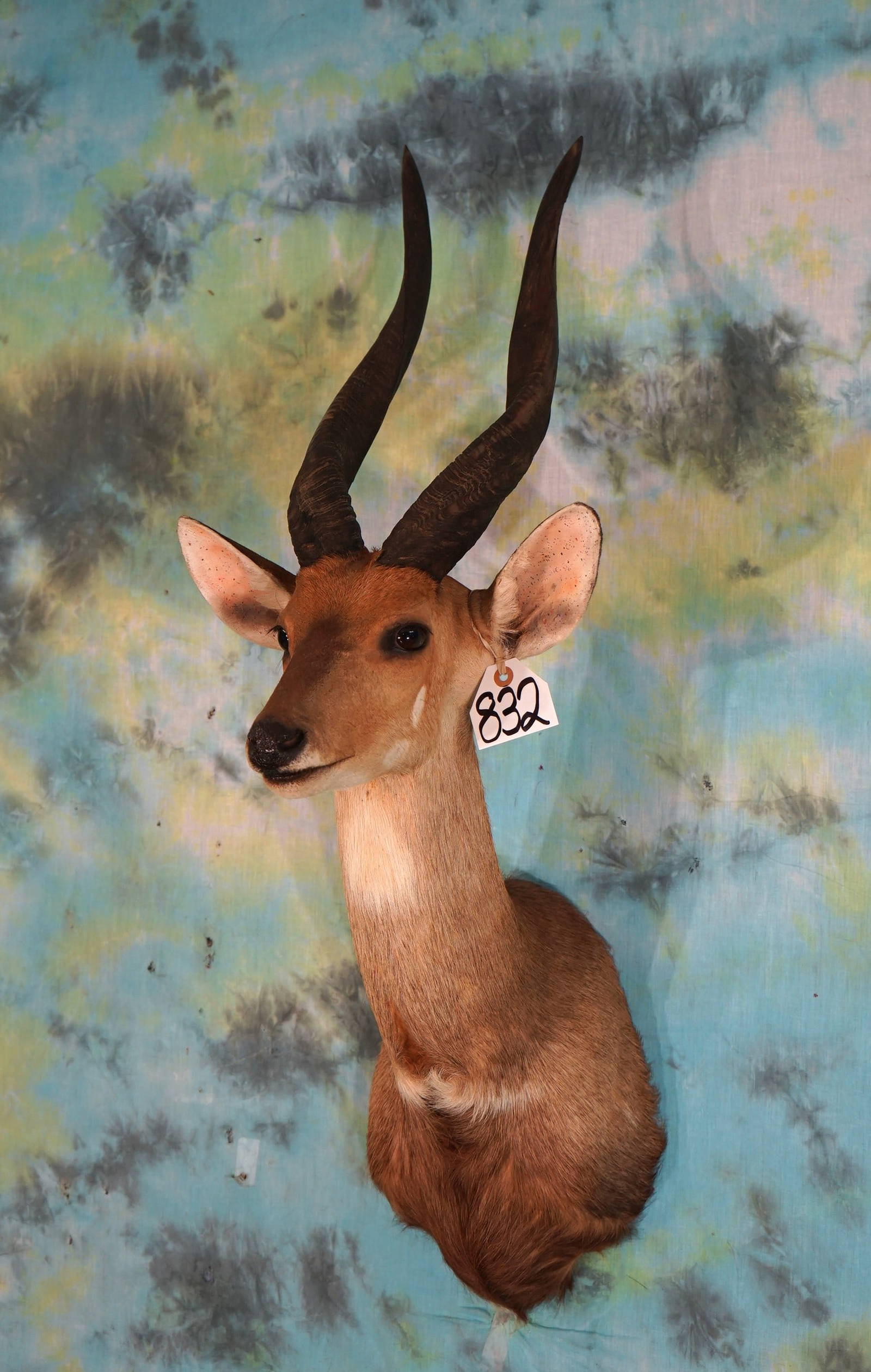 #4 All Time Sci Record Book Chobe Bushbuck Shoulder Antelope Taxidermy ...