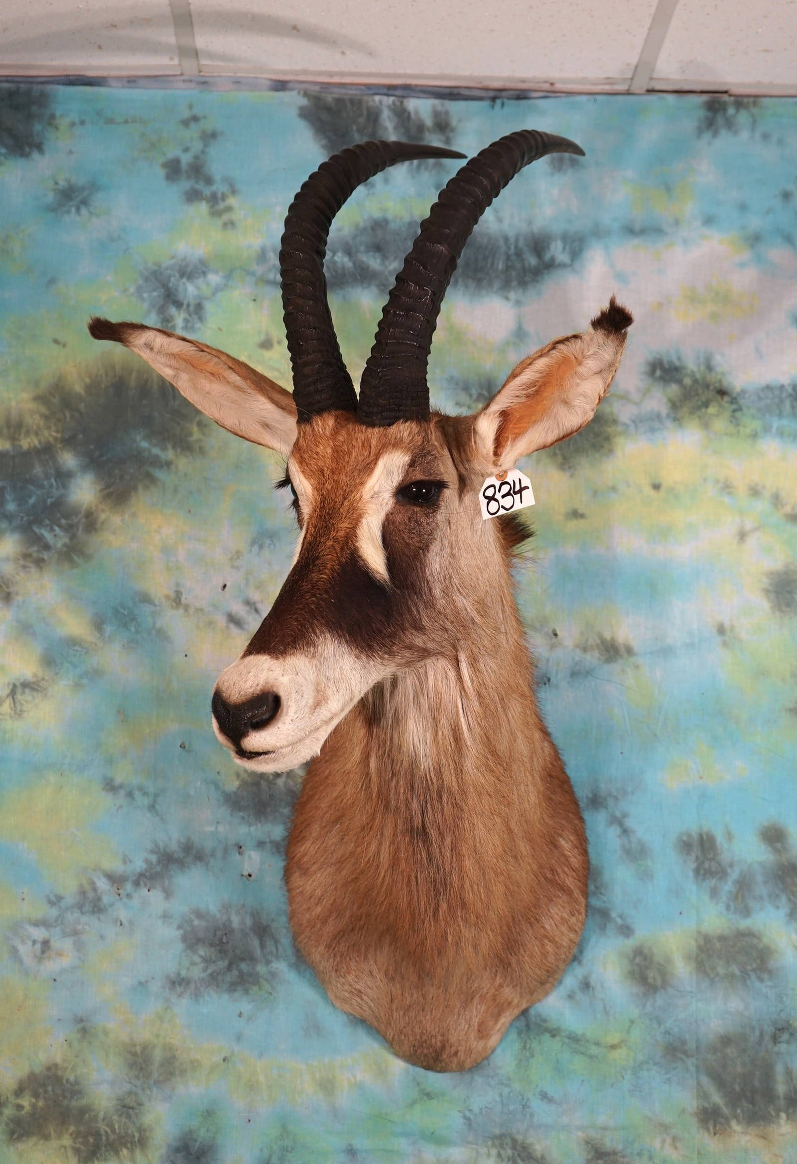 African Roan Antelope Shoulder Taxidermy Mount Auction