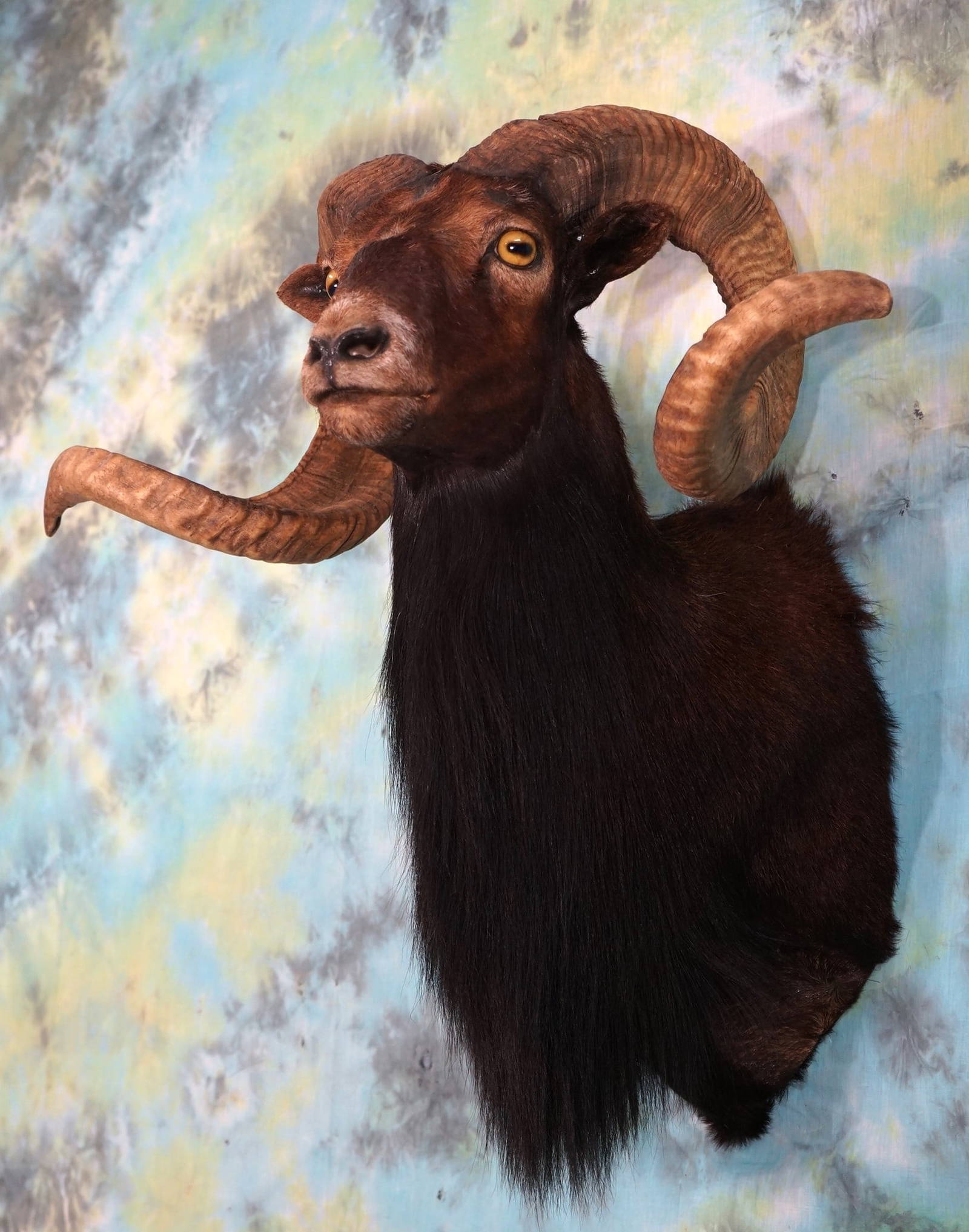 Black Hawaiian Sheep Shoulder Taxidermy Ram Mount Auction