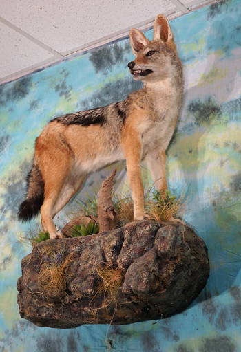 African Black Backed Jackal Full Body Taxidermy Wall Mount