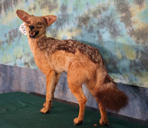 African Black Backed Jackal Taxidermy Mount