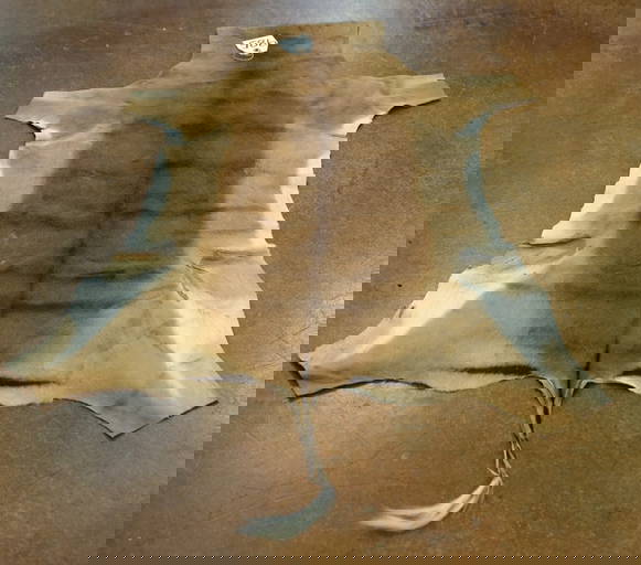 African Impala Full Tanned Backskin Taxidermy