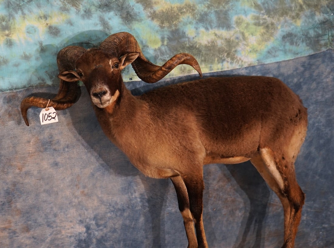 Barbado Corsican Cross Hybrid Sheep Full Body Taxidermy Mount Auction