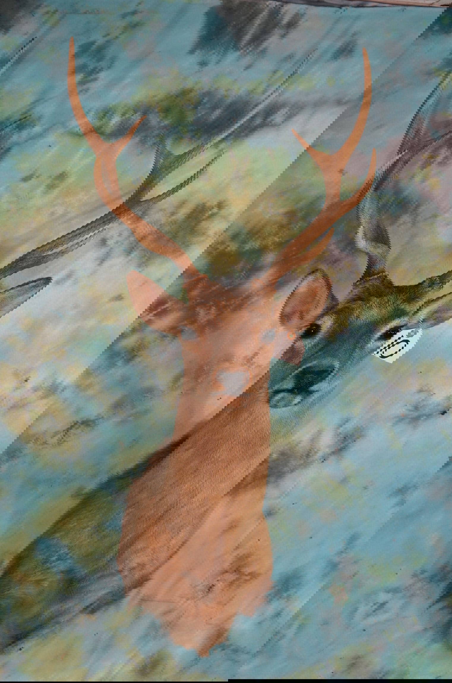 Trophy Japanese Sika Deer Shoulder Taxidermy Mount Auction