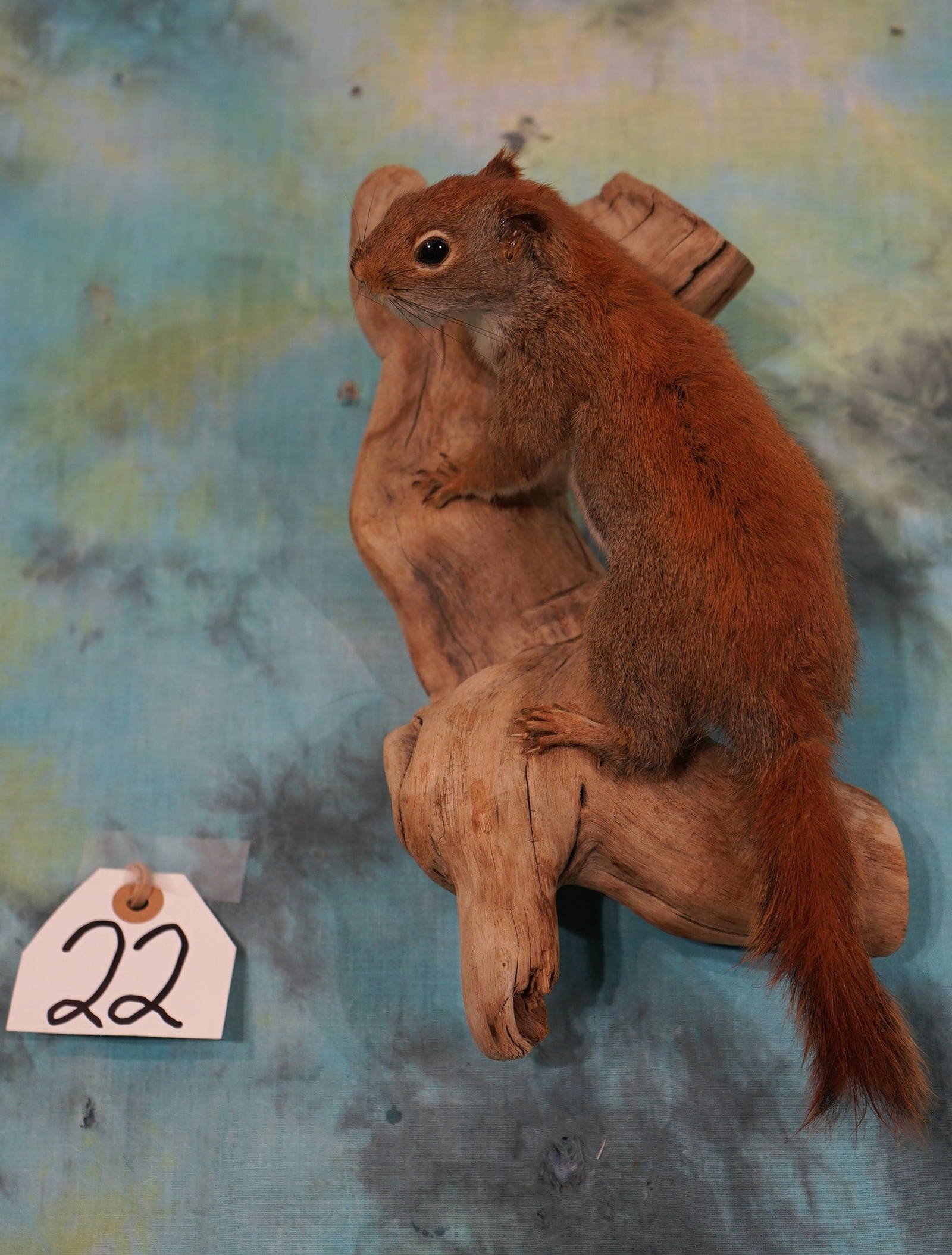 Cool Red Squirrel Full Body Taxidermy Mount Auction