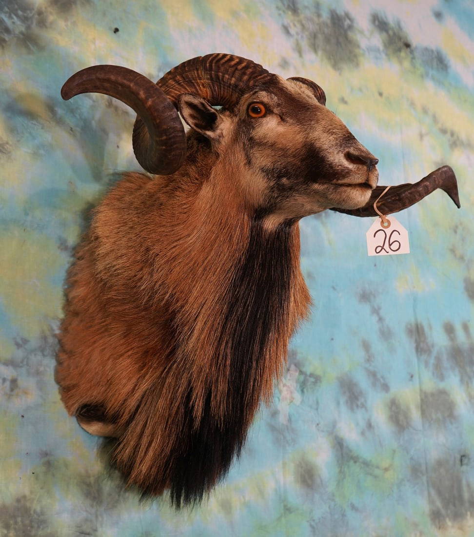 Corsican Sheep Shoulder Taxidermy Ram Mount Auction