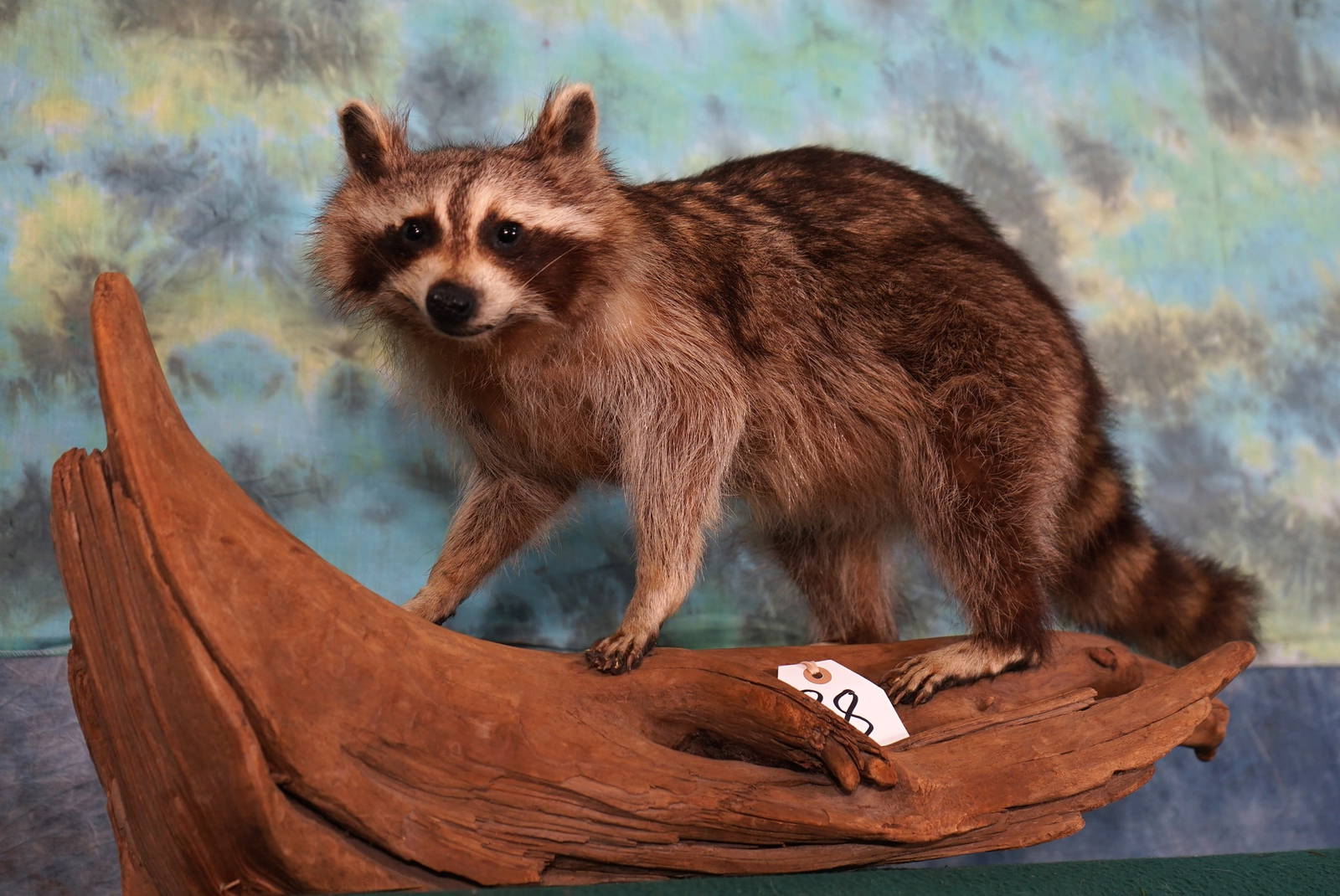 Raccoon Full Body Mount Taxidermy Mount Auction