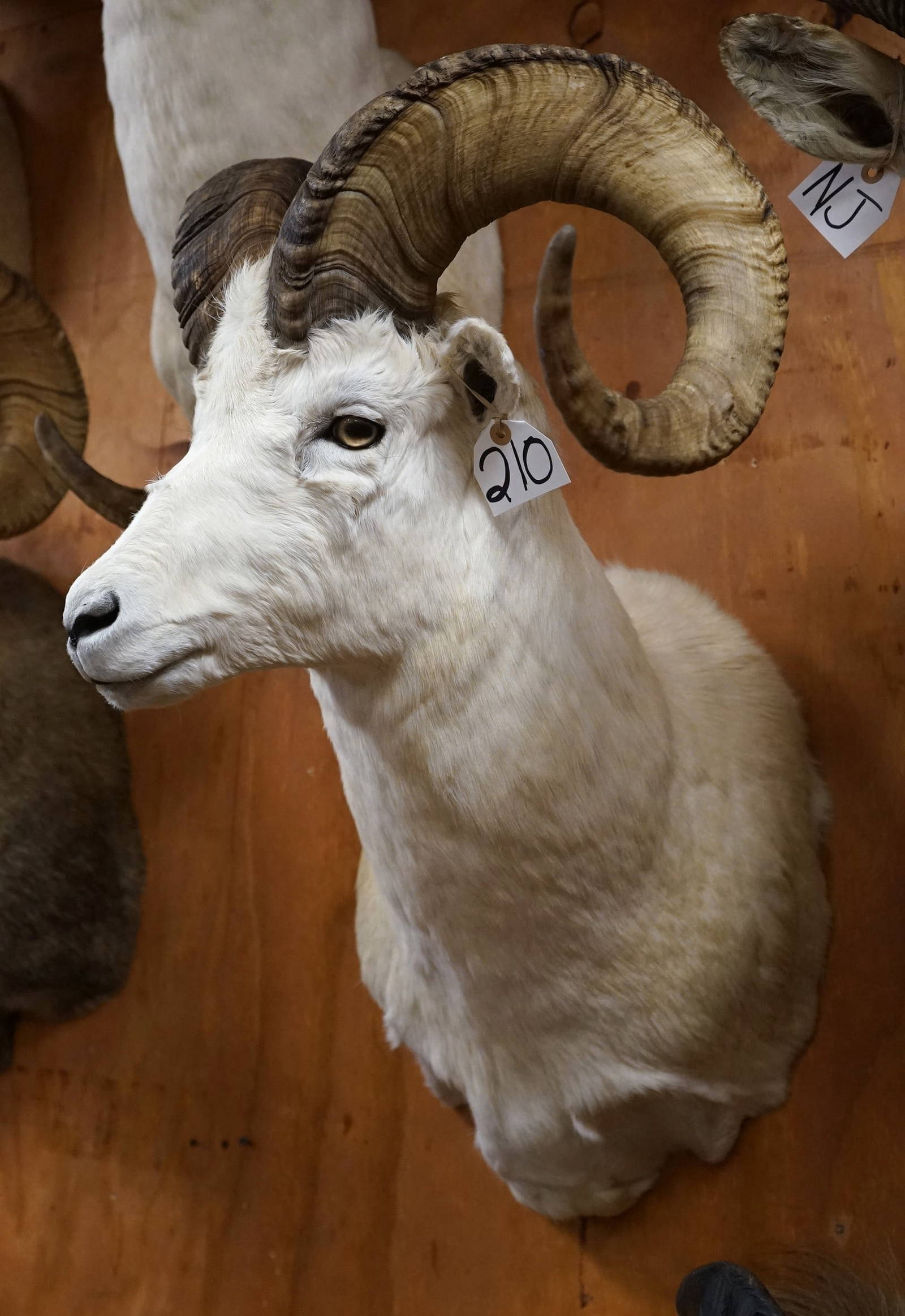 Very Nice Alaskan Dall Sheep Shoulder Taxidermy Mount Auction