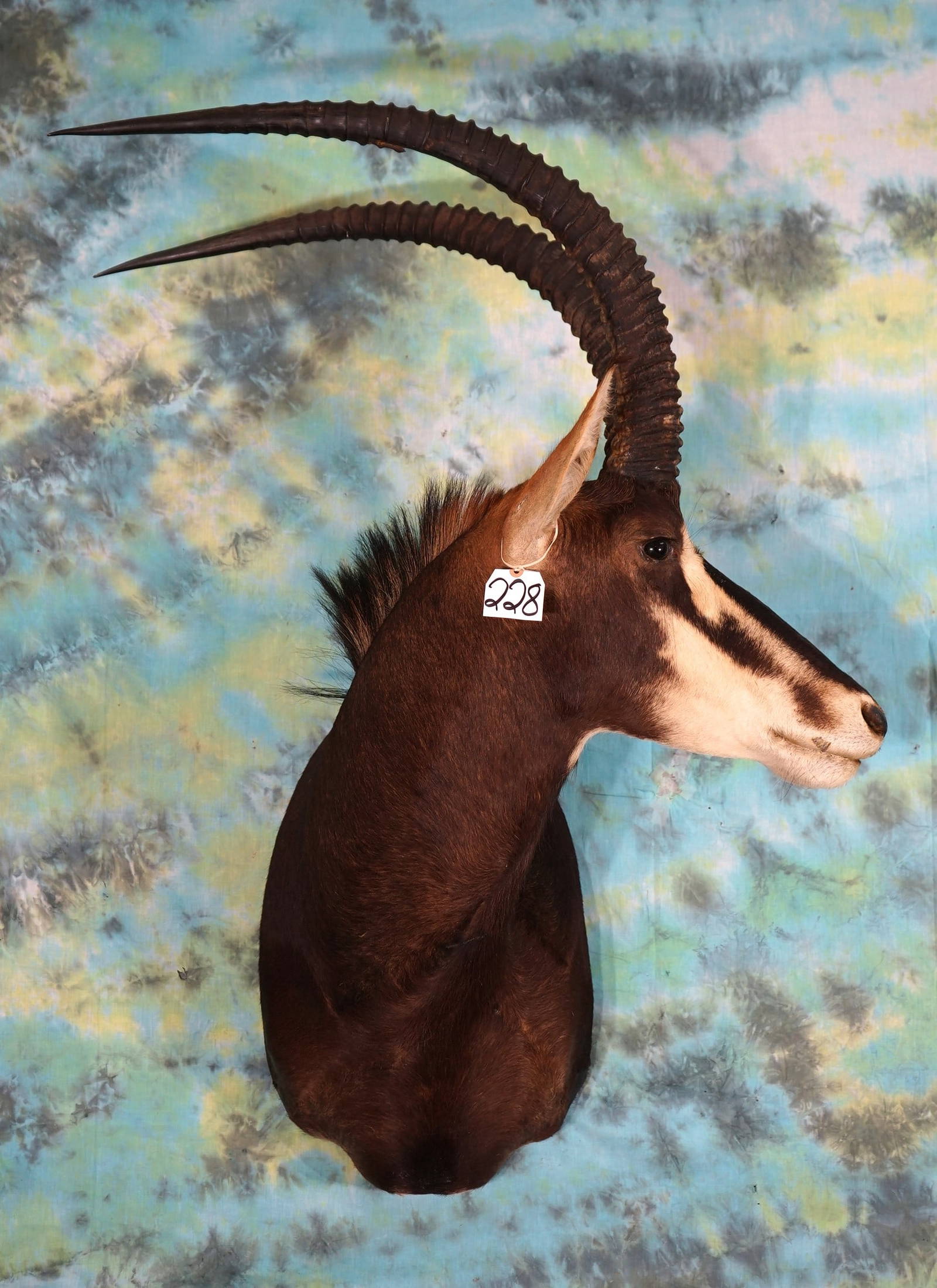 East African Roosevelt Sable Antelope Shoulder Taxidermy Mount Auction