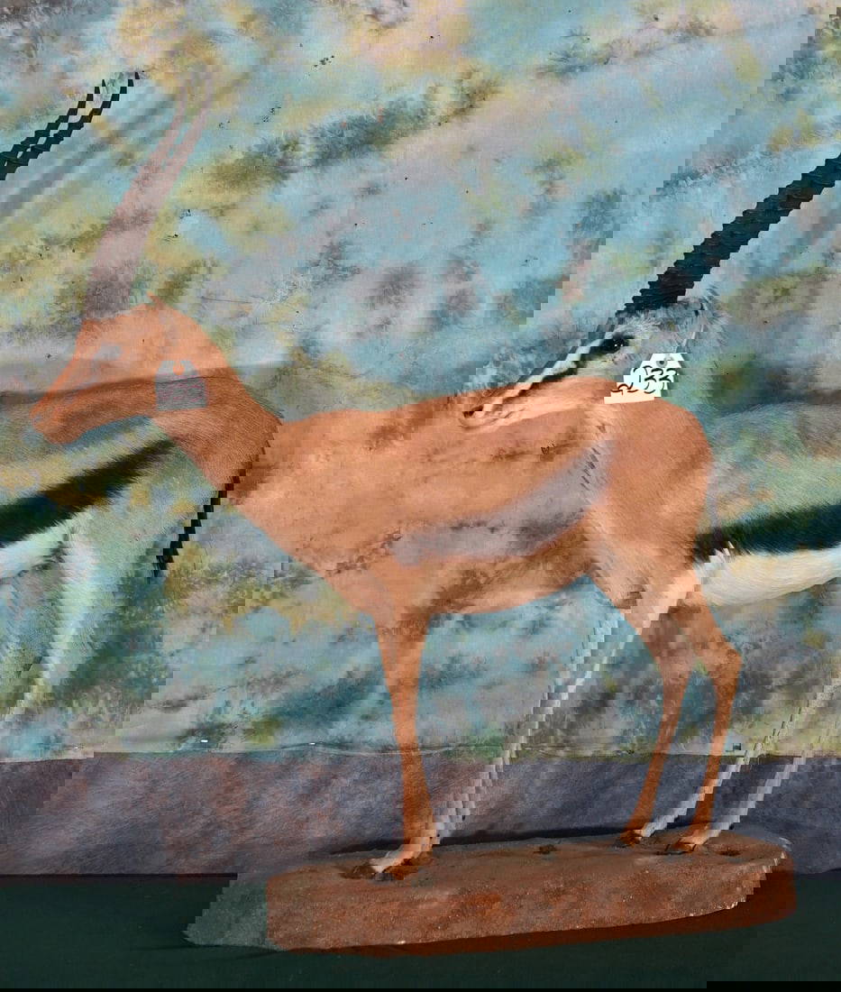 East African Thompson's Gazelle Full Body Taxidermy Mount Auction
