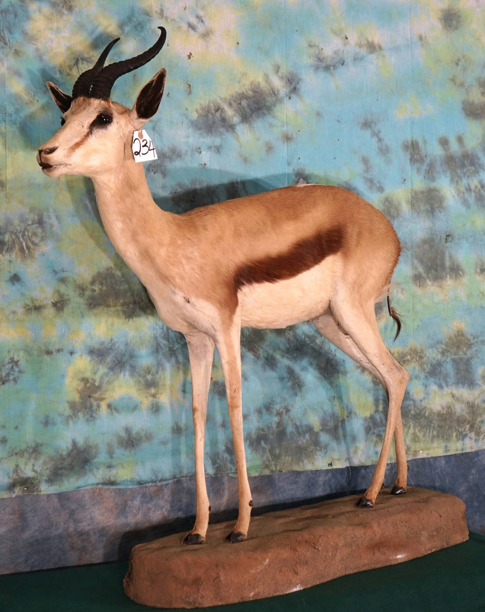 South African Common Springbuck Gazelle Full Body Taxidermy Mount Auction