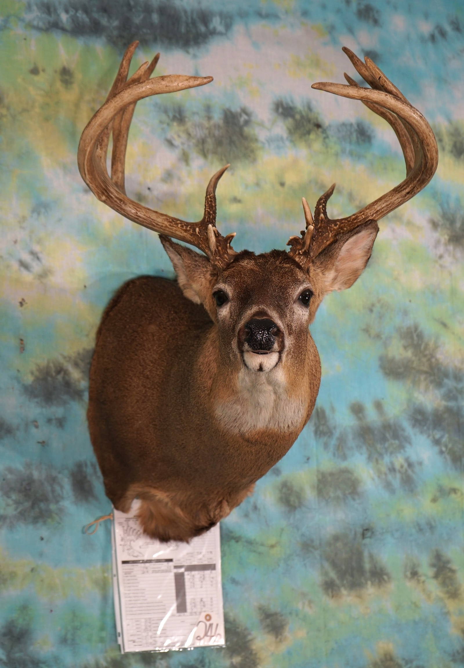 Big 10pt. Typical Whitetail Deer "with Lots Of Stickers" Shoulder ...