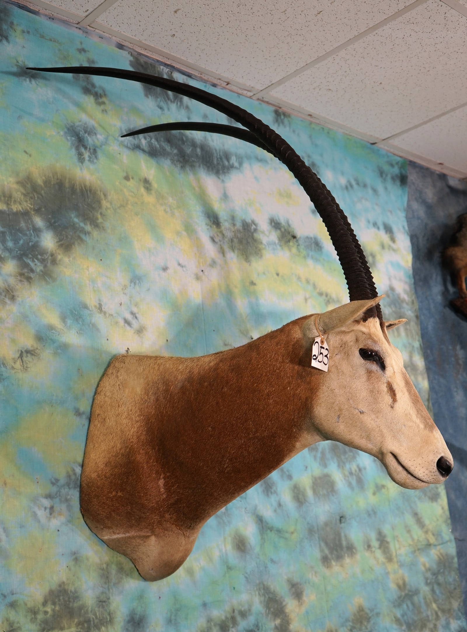 Scimitar Horned Oryx Shoulder Taxidermy Mount Auction