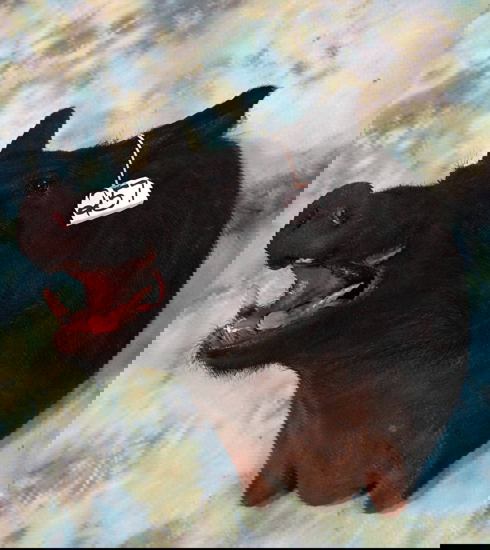 Wild Boar Or "feral Hog" Shoulder Taxidermy Mount Auction