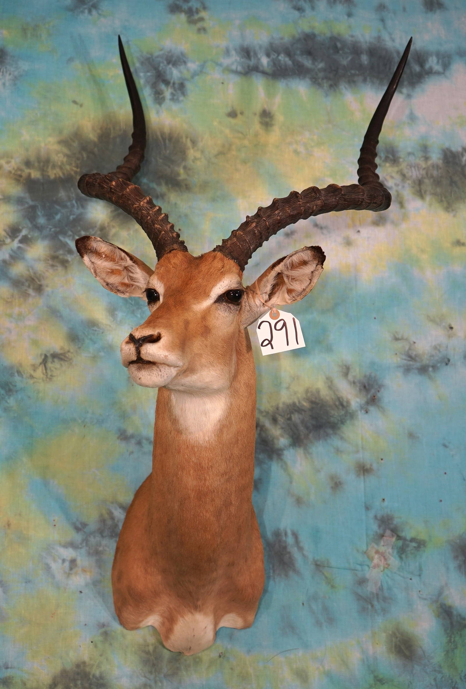 # 13 All Time Record Book East African Impala Shoulder Taxidermy Mount ...