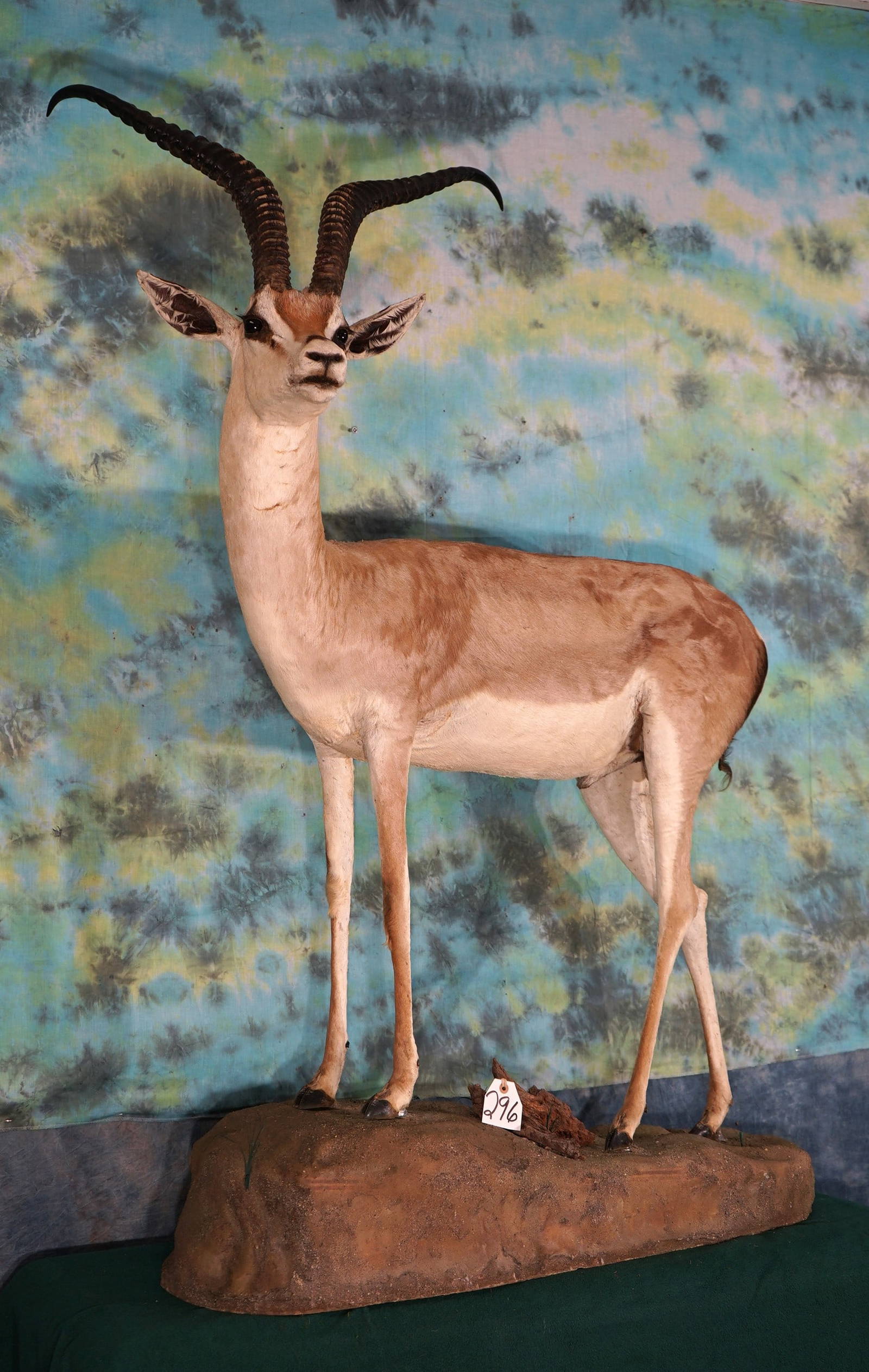 African Roberts Gazelle Full Body Taxidermy Mount Auction
