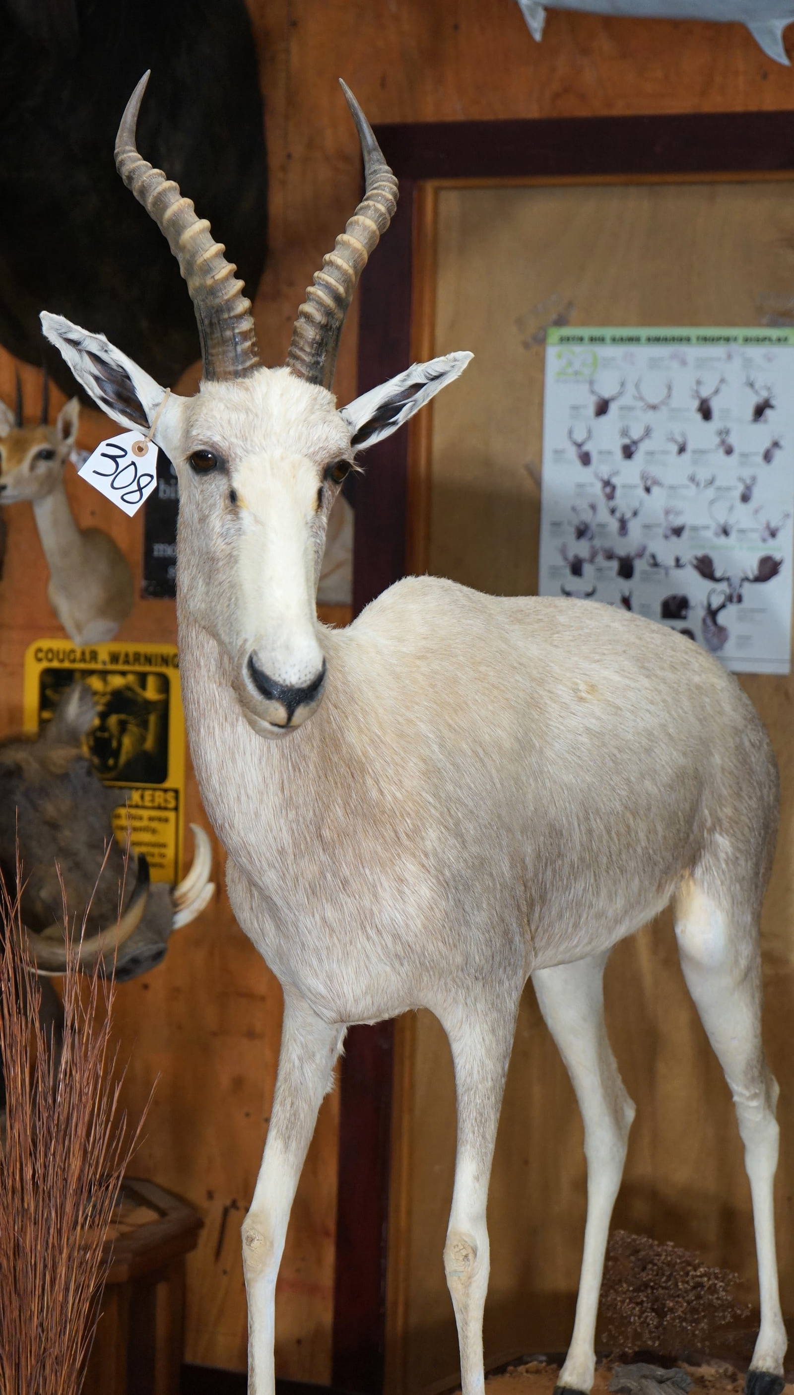 Beautiful African White Blesbuck Antelope Full Body Taxidermy Mount Auction