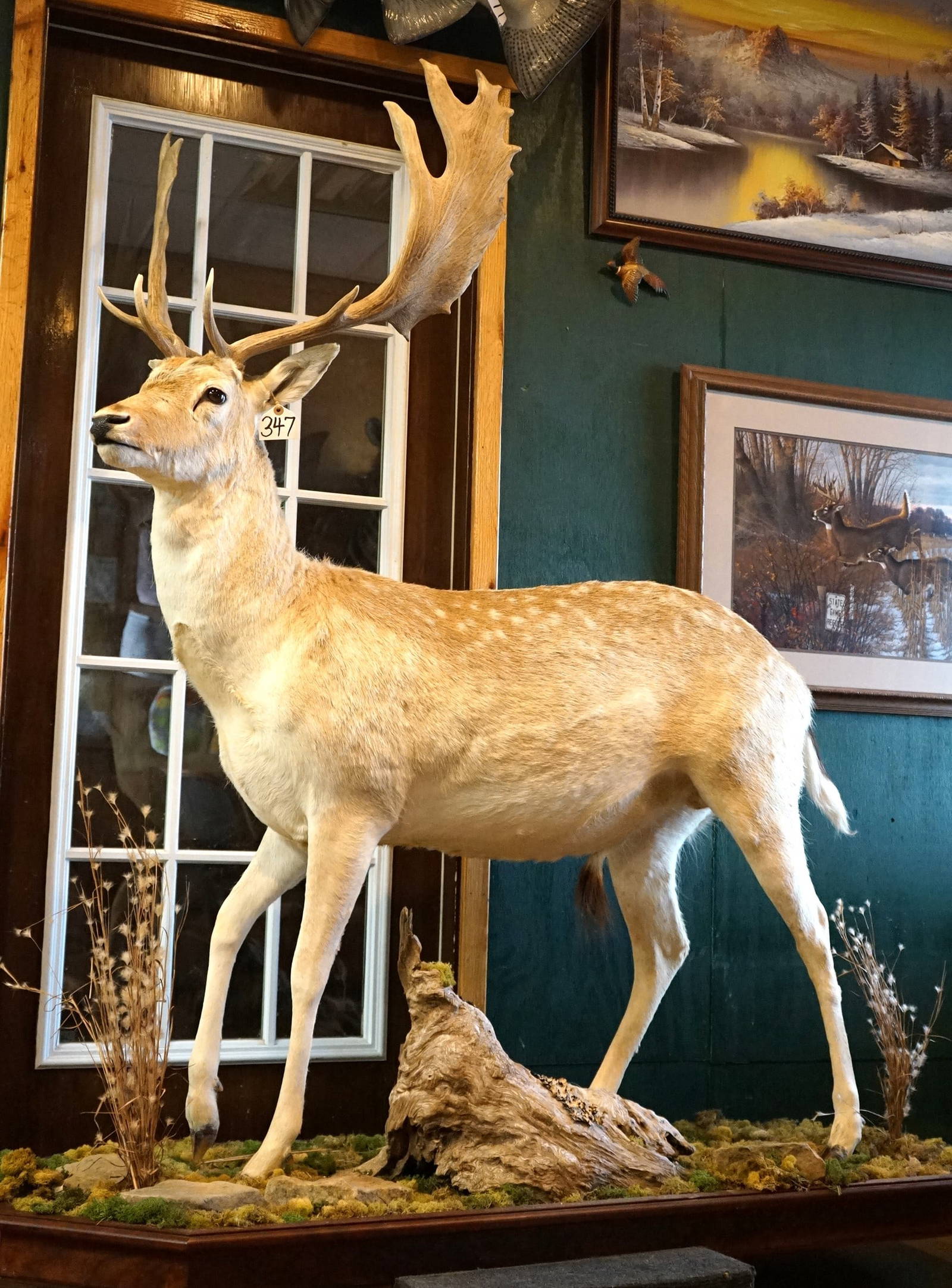 Beautiful Full Body Spotted Fallow Deer Taxidermy Mount In Habitat Auction