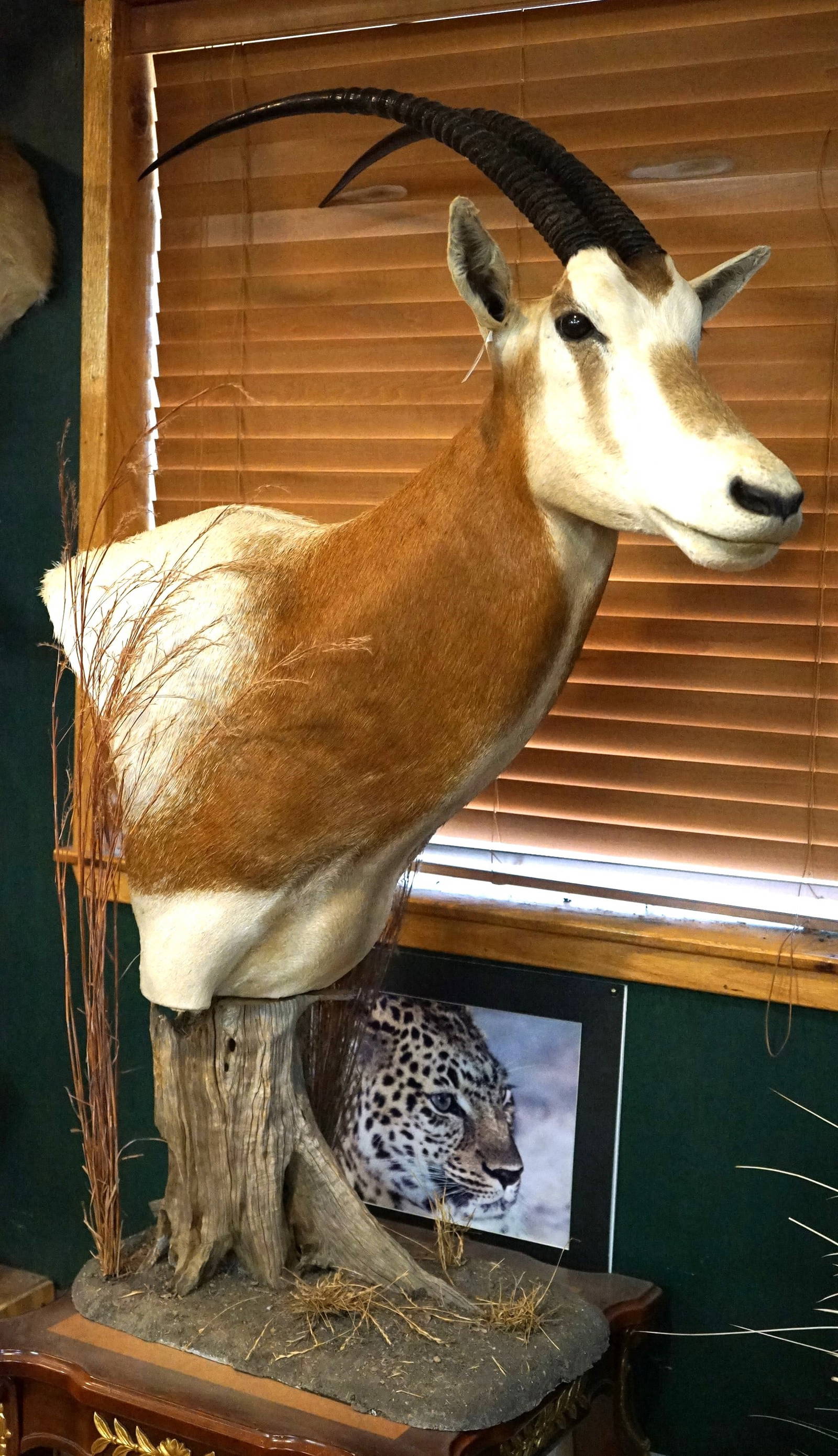 Beautiful Record Class Scimitar Horned Oryx Shoulder Pedestal Table ...