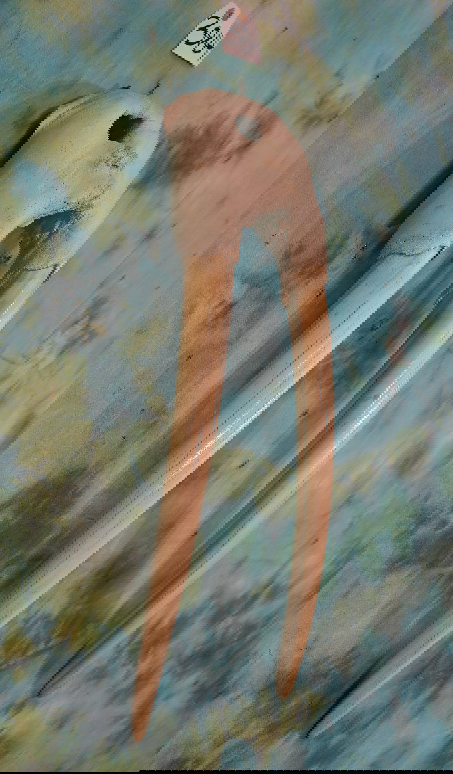 Legal Pre-marine Mammal Act Partial Walrus Skull & Tusk Taxidermy Mount ...