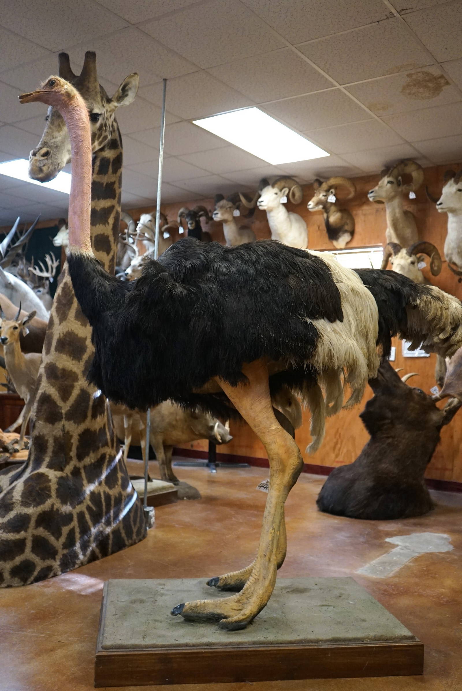 Cool Full Body Mount Ostrich Taxidermy Auction